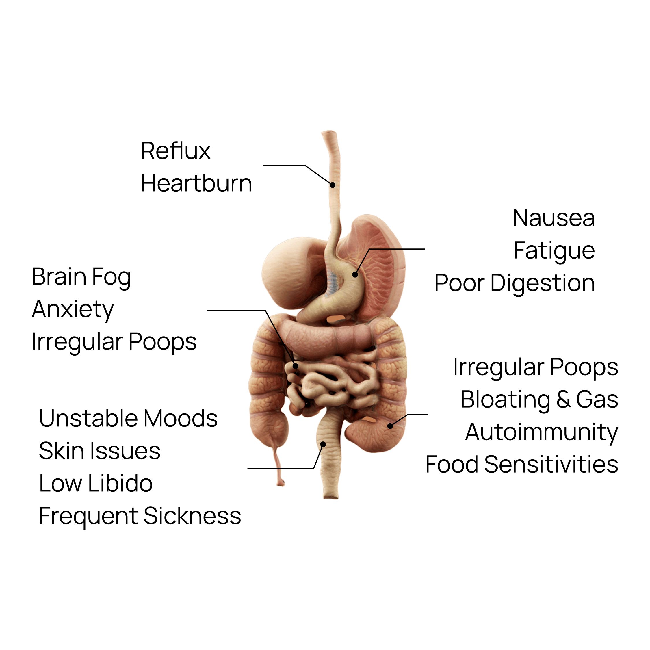 PARADYM | Natural Ingredients for Bloating, Reflux & Constipation